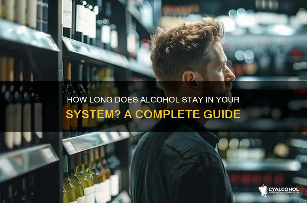 How Long Does Alcohol Stay In Your System? A Complete Guide | CyAlcohol