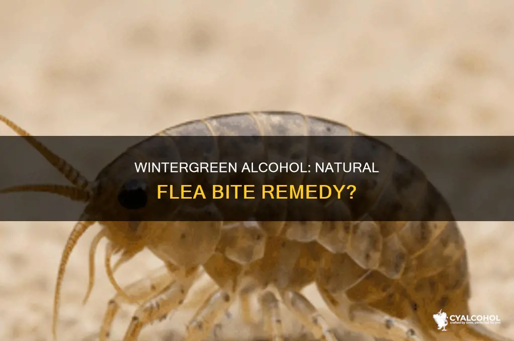 Wintergreen Alcohol: Natural Flea Bite Remedy? | CyAlcohol