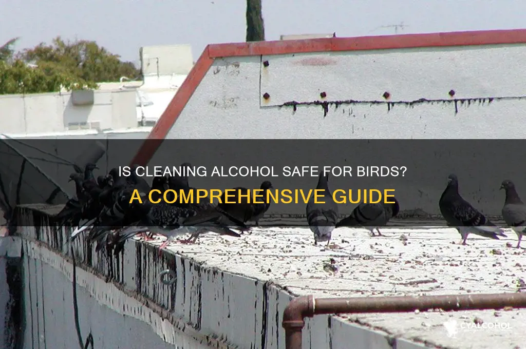 Is Cleaning Alcohol Safe For Birds? A Comprehensive Guide | CyAlcohol