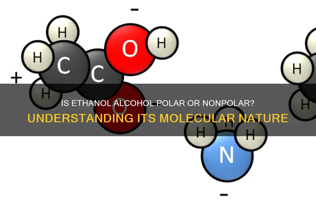 Is Ethanol Alcohol Polar Or Nonpolar? Understanding Its Molecular ...