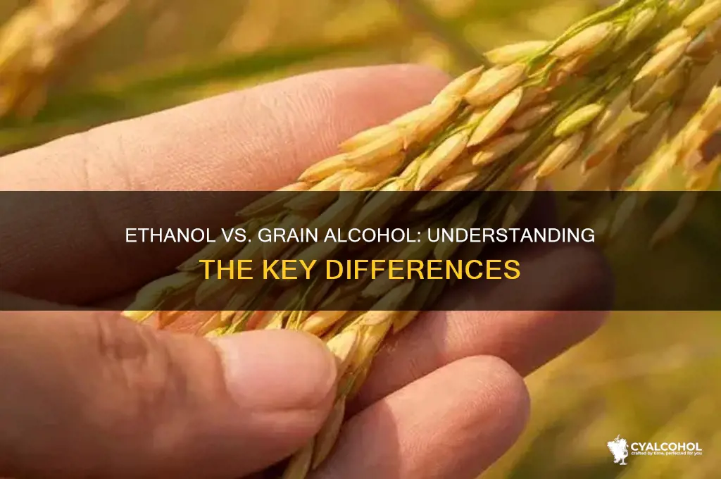 Ethanol Vs. Grain Alcohol: Understanding The Key Differences | CyAlcohol