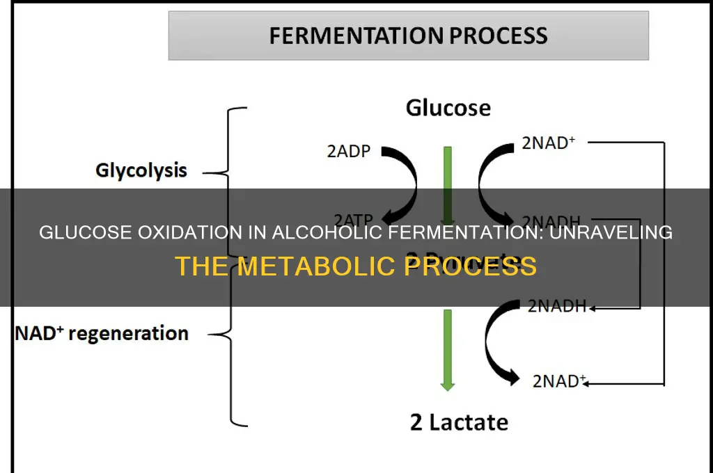 Glucose Oxidation In Alcoholic Fermentation: Unraveling The Metabolic ...
