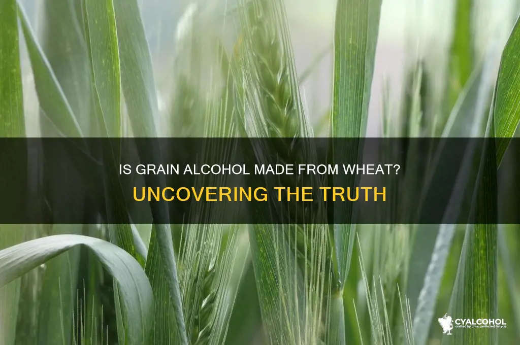 Is Grain Alcohol Made From Wheat? Uncovering The Truth | CyAlcohol