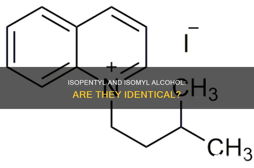 Isopentyl And Isomyl Alcohol: Are They Identical? | CyAlcohol