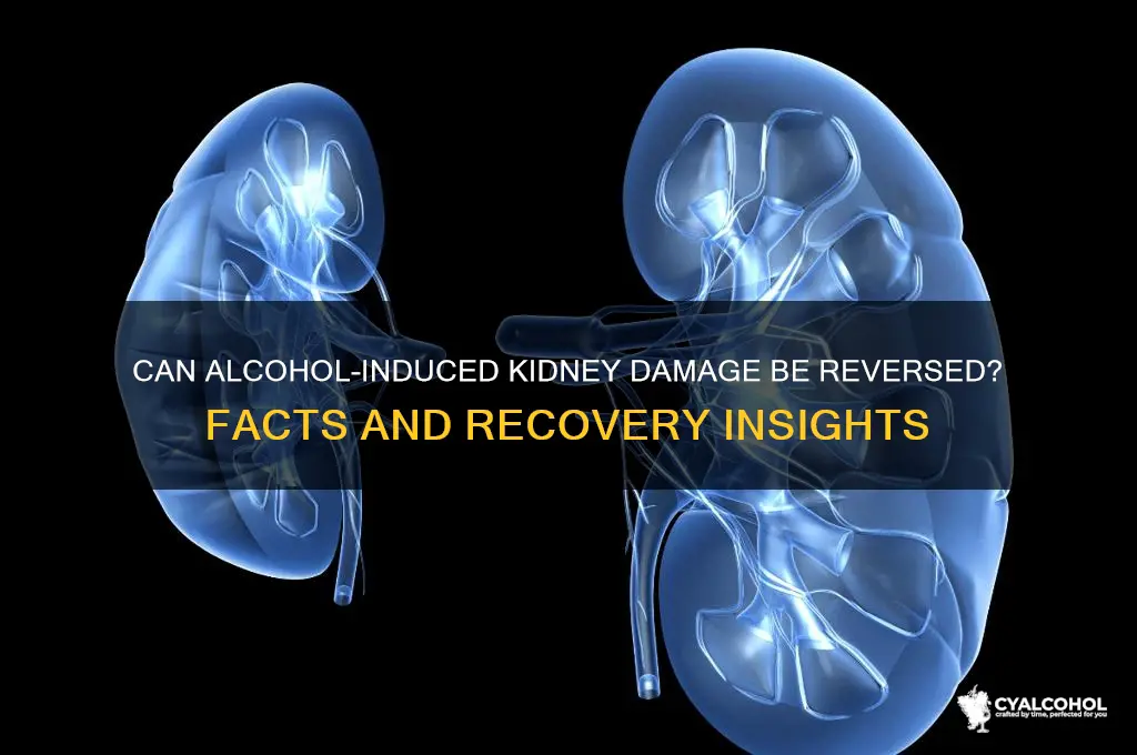Can Alcohol-Induced Kidney Damage Be Reversed? Facts And Recovery ...