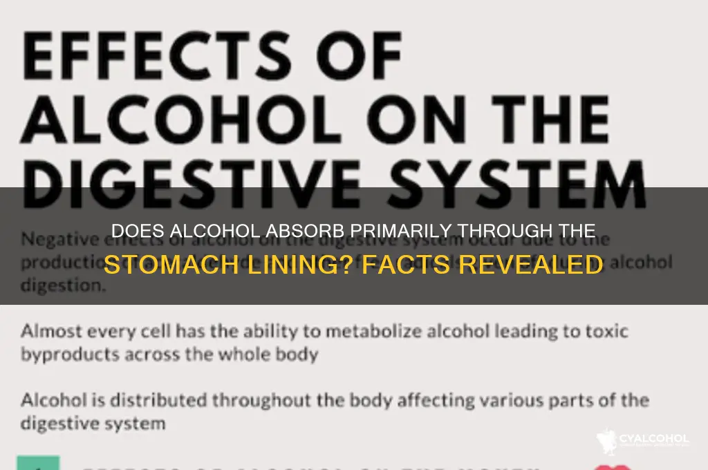 Does Alcohol Absorb Primarily Through The Stomach Lining? Facts ...