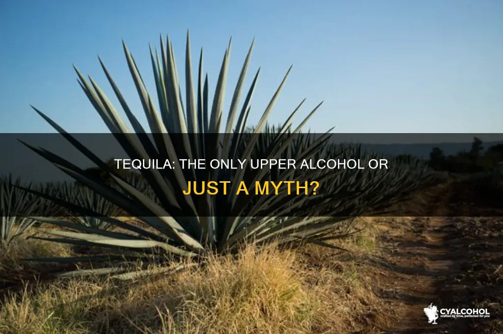 Tequila: The Only Upper Alcohol Or Just A Myth? | CyAlcohol
