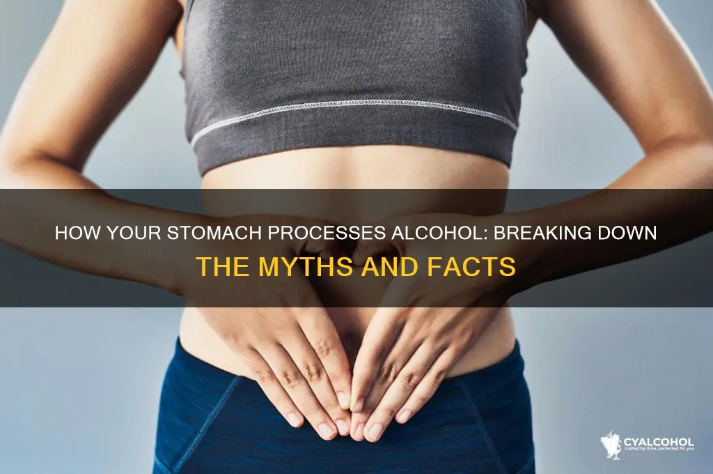 How Your Stomach Processes Alcohol: Breaking Down The Myths And Facts ...
