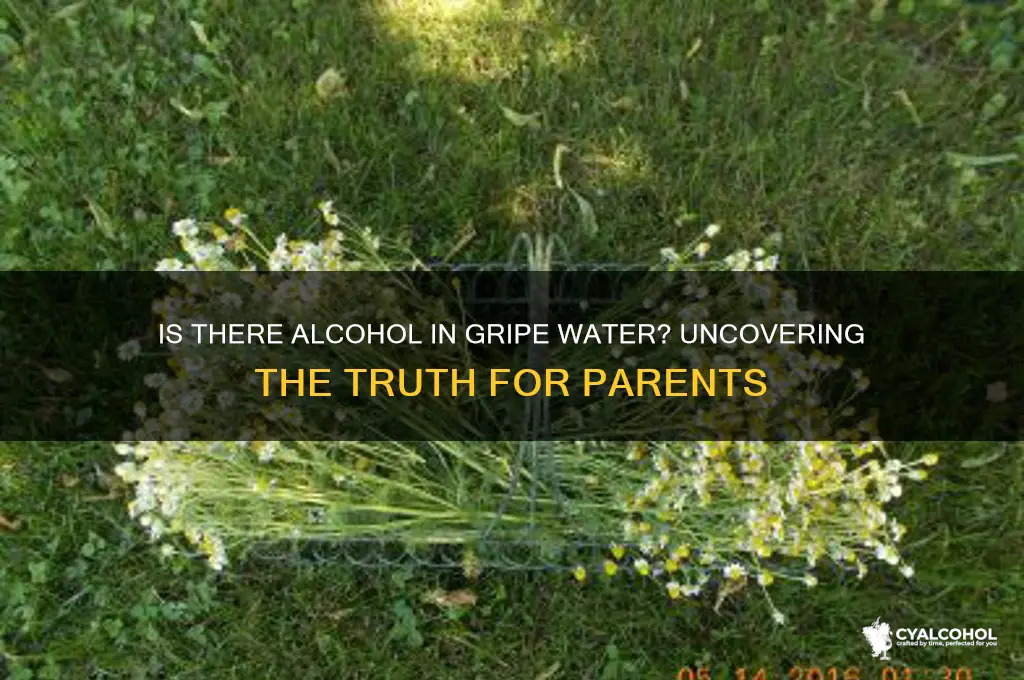 Is There Alcohol In Gripe Water? Uncovering The Truth For Parents ...