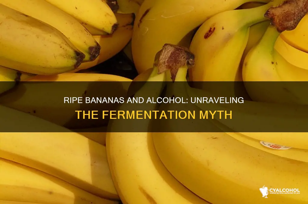 Ripe Bananas And Alcohol: Unraveling The Fermentation Myth | CyAlcohol