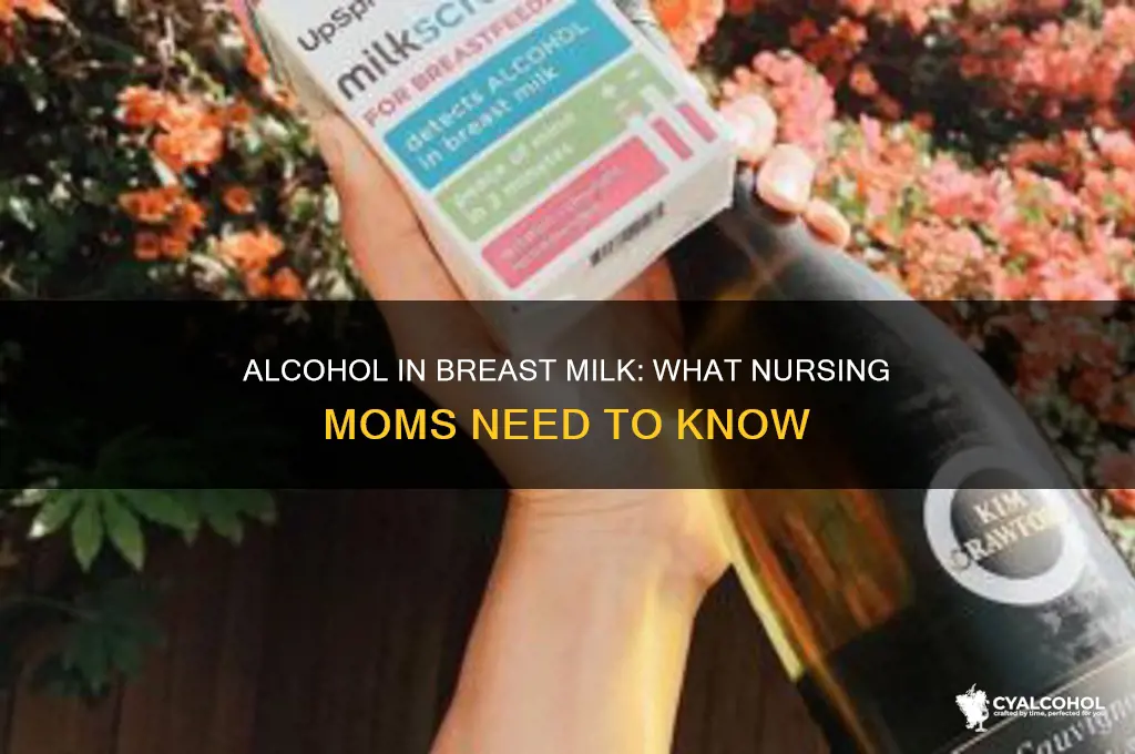 Alcohol In Breast Milk: What Nursing Moms Need To Know | CyAlcohol