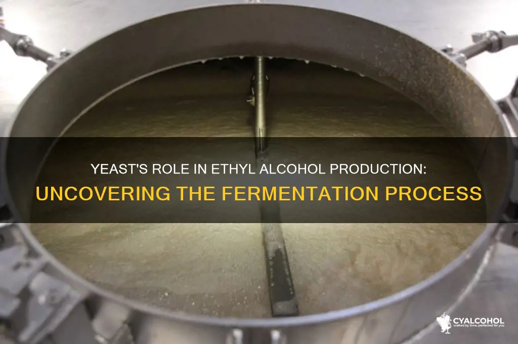 Yeast's Role In Ethyl Alcohol Production: Uncovering The Fermentation ...