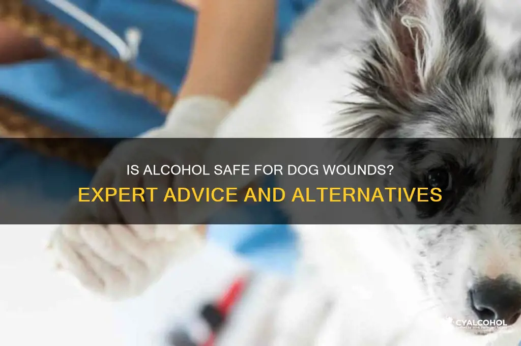 Is Alcohol Safe For Dog Wounds? Expert Advice And Alternatives | CyAlcohol