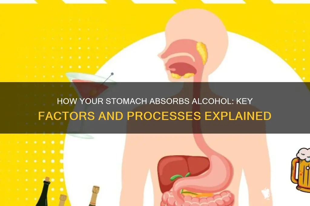 How Your Stomach Absorbs Alcohol: Key Factors And Processes Explained ...