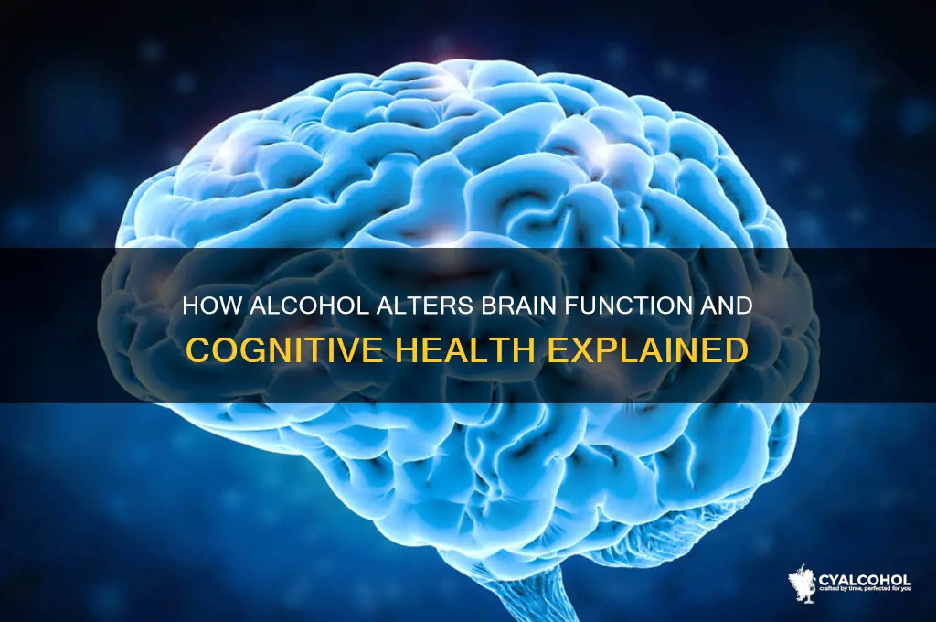 How Alcohol Alters Brain Function And Cognitive Health Explained ...