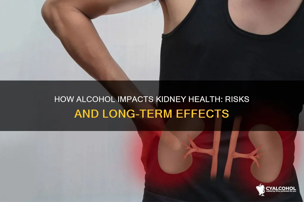 How Alcohol Impacts Kidney Health: Risks And Long-Term Effects | CyAlcohol