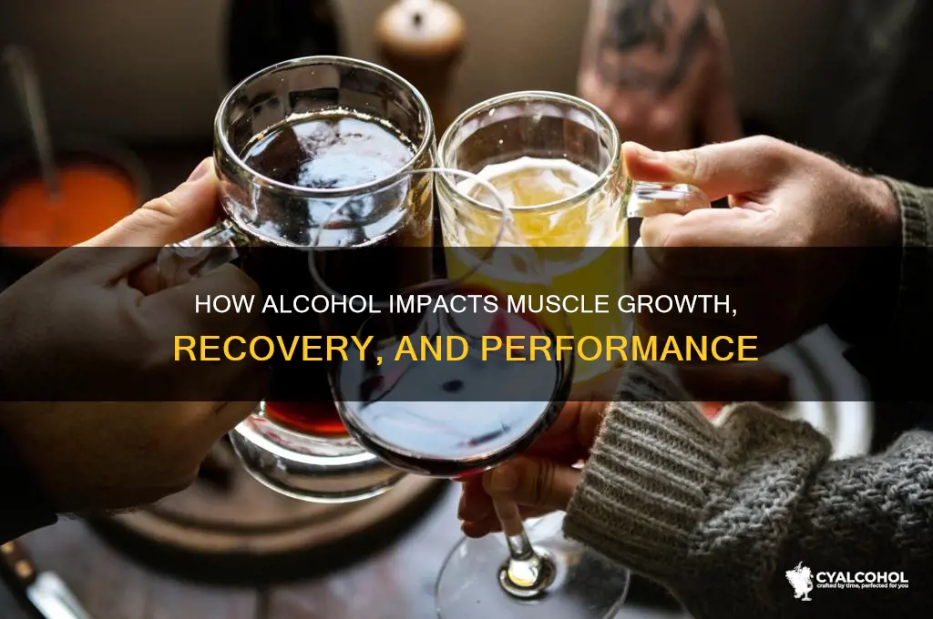How Alcohol Impacts Muscle Growth, Recovery, And Performance | CyAlcohol