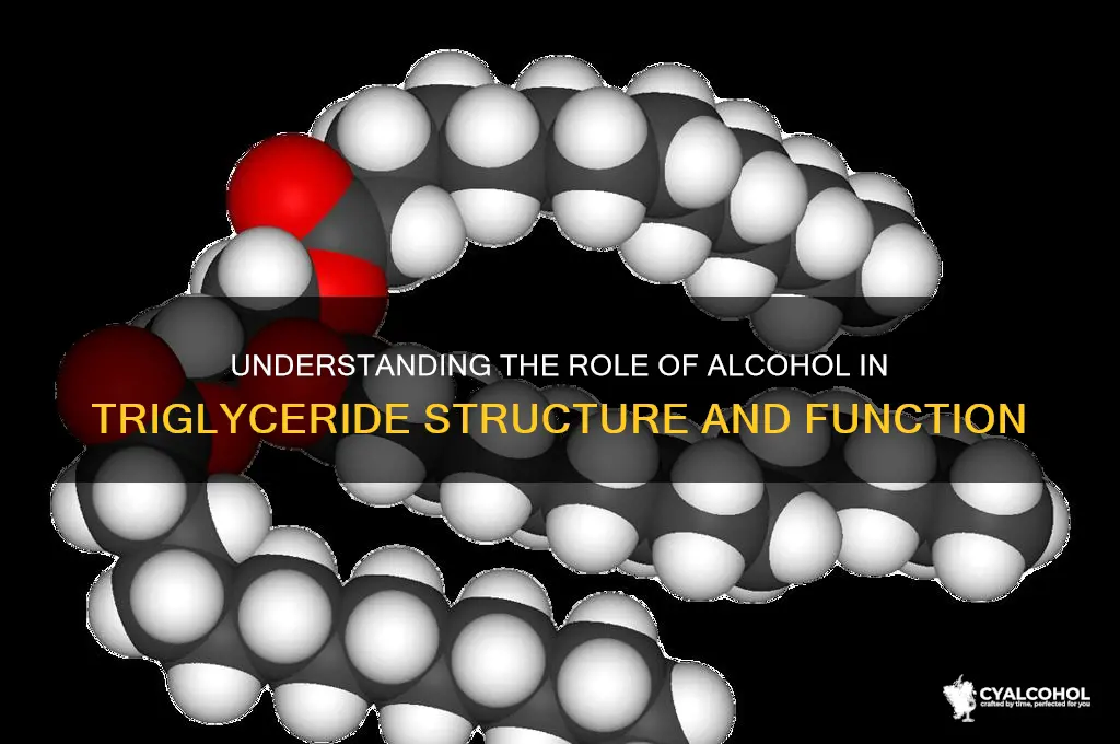 Understanding The Role Of Alcohol In Triglyceride Structure And ...