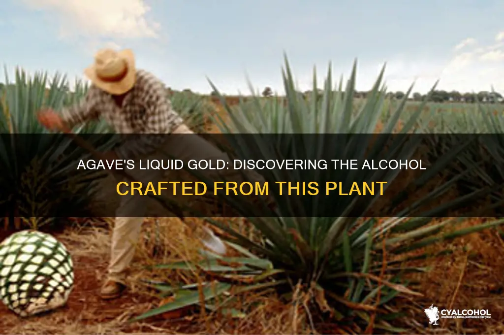 Agave's Liquid Gold: Discovering The Alcohol Crafted From This Plant ...