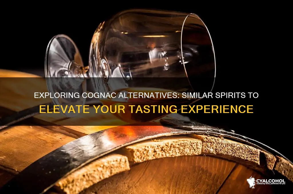Exploring Cognac Alternatives: Similar Spirits To Elevate Your Tasting ...