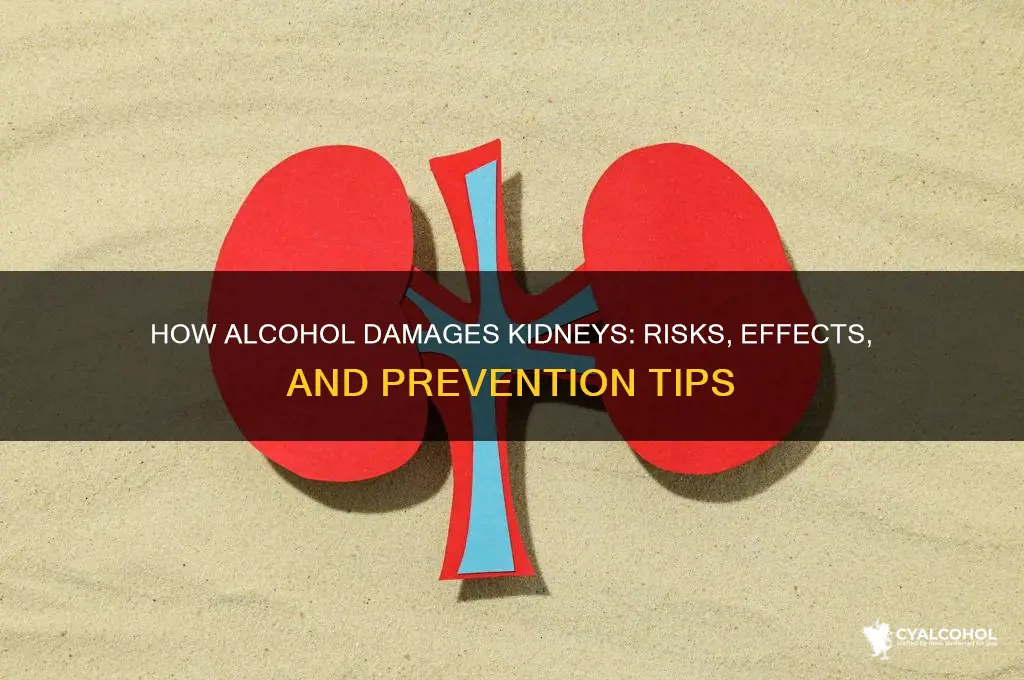 How Alcohol Damages Kidneys: Risks, Effects, And Prevention Tips ...