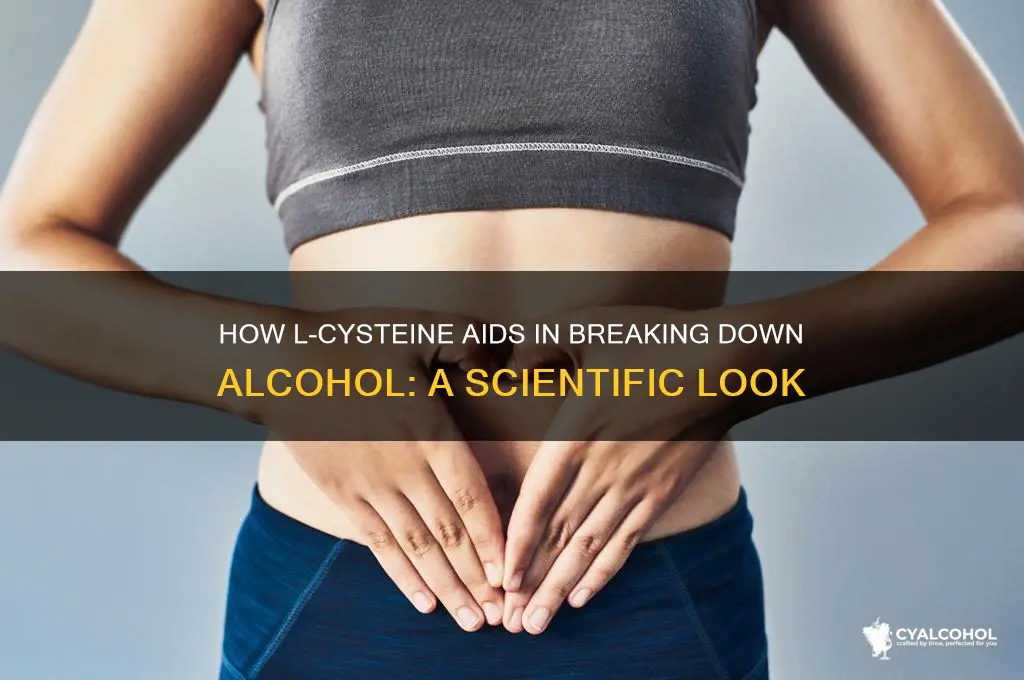 How L-Cysteine Aids In Breaking Down Alcohol: A Scientific Look | CyAlcohol