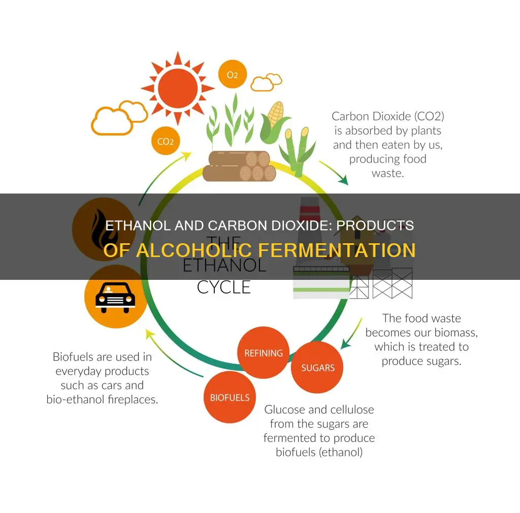 Ethanol And Carbon Dioxide: Products Of Alcoholic Fermentation | CyAlcohol