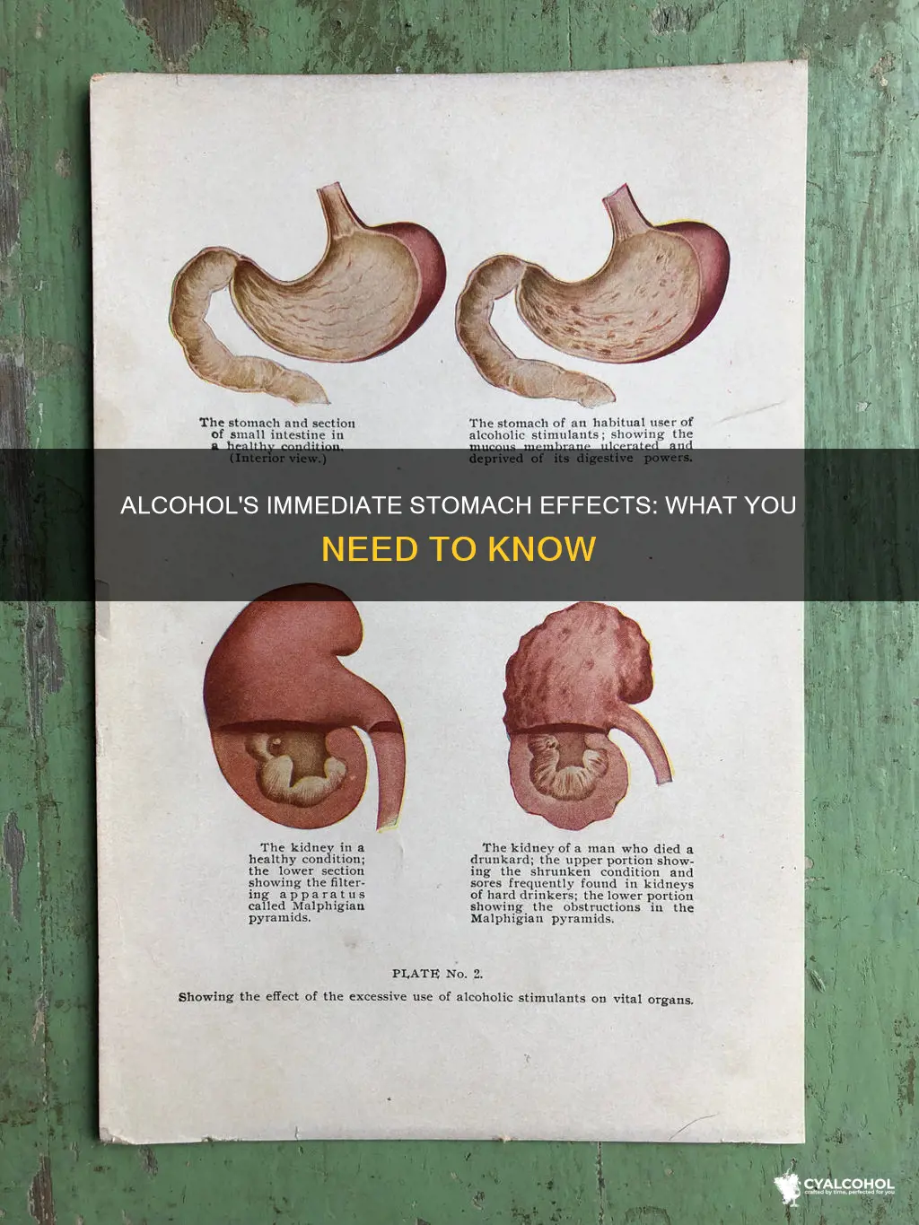 Alcohol's Immediate Stomach Effects: What You Need To Know | CyAlcohol