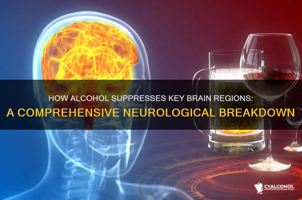 How Alcohol Suppresses Key Brain Regions: A Comprehensive Neurological ...