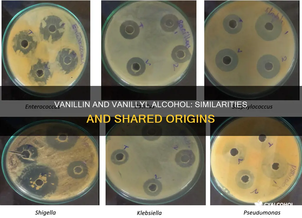 Vanillin And Vanillyl Alcohol: Similarities And Shared Origins | CyAlcohol
