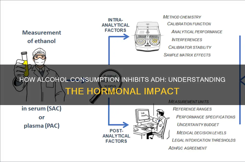 How Alcohol Consumption Inhibits Adh: Understanding The Hormonal Impact ...