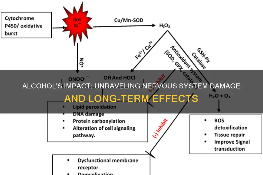 Alcohol's Impact: Unraveling Nervous System Damage And Long-Term ...