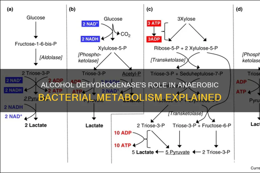 Alcohol Dehydrogenase's Role In Anaerobic Bacterial Metabolism ...