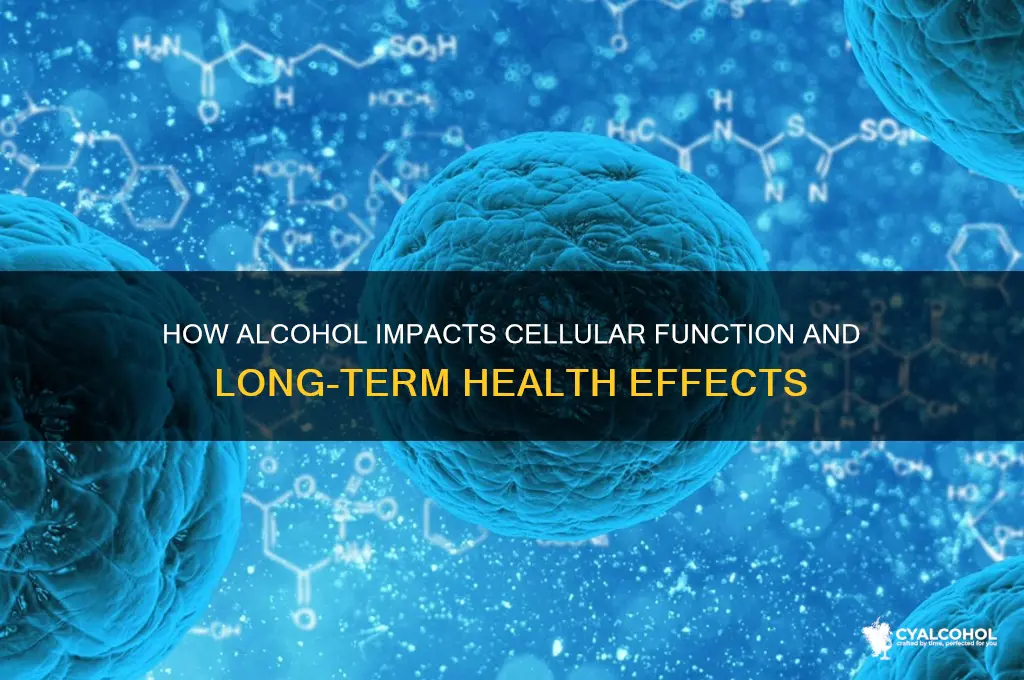How Alcohol Impacts Cellular Function And Long-Term Health Effects ...