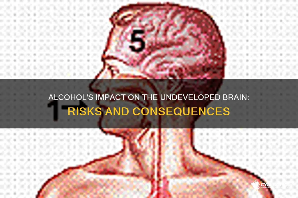 Alcohol's Impact On The Undeveloped Brain: Risks And Consequences ...