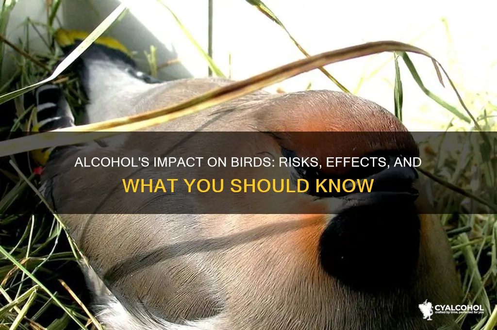 Alcohol's Impact On Birds: Risks, Effects, And What You Should Know ...