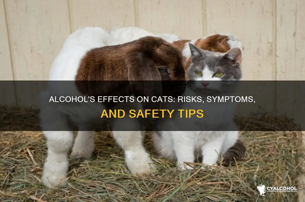 Alcohol's Effects On Cats: Risks, Symptoms, And Safety Tips | CyAlcohol