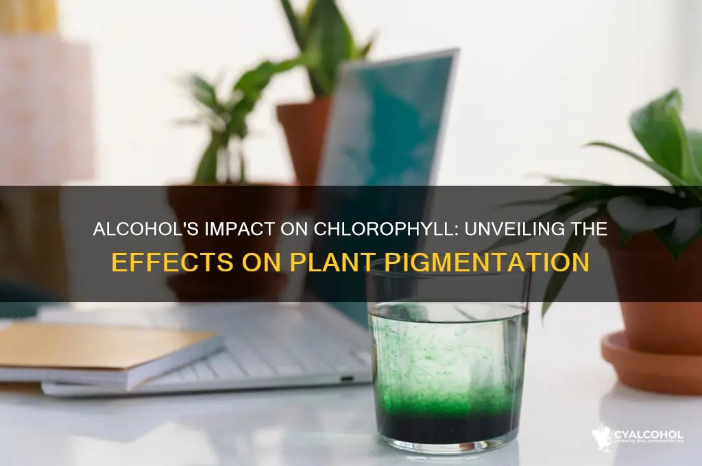 Alcohol's Impact On Chlorophyll: Unveiling The Effects On Plant ...