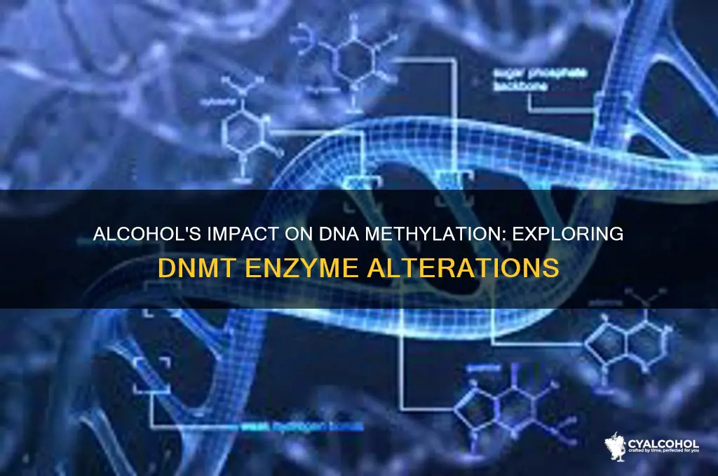 Alcohol's Impact On Dna Methylation: Exploring Dnmt Enzyme Alterations ...