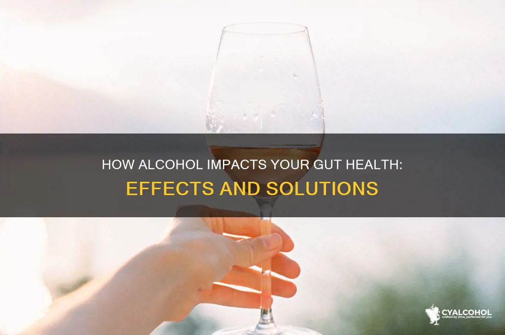 How Alcohol Impacts Your Gut Health: Effects And Solutions | CyAlcohol