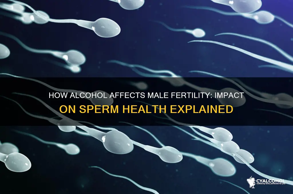 How Alcohol Affects Male Fertility: Impact On Sperm Health Explained ...