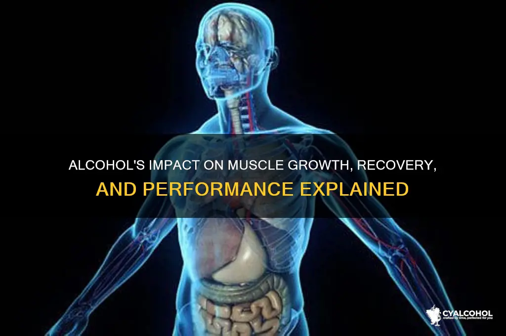Alcohol's Impact On Muscle Growth, Recovery, And Performance Explained ...