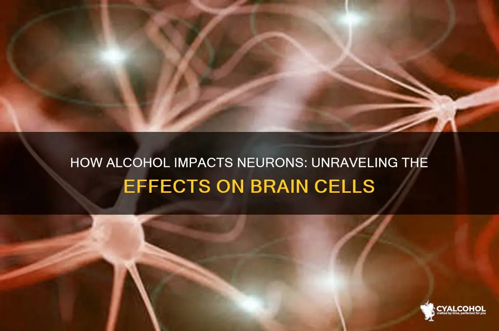 How Alcohol Impacts Neurons: Unraveling The Effects On Brain Cells ...