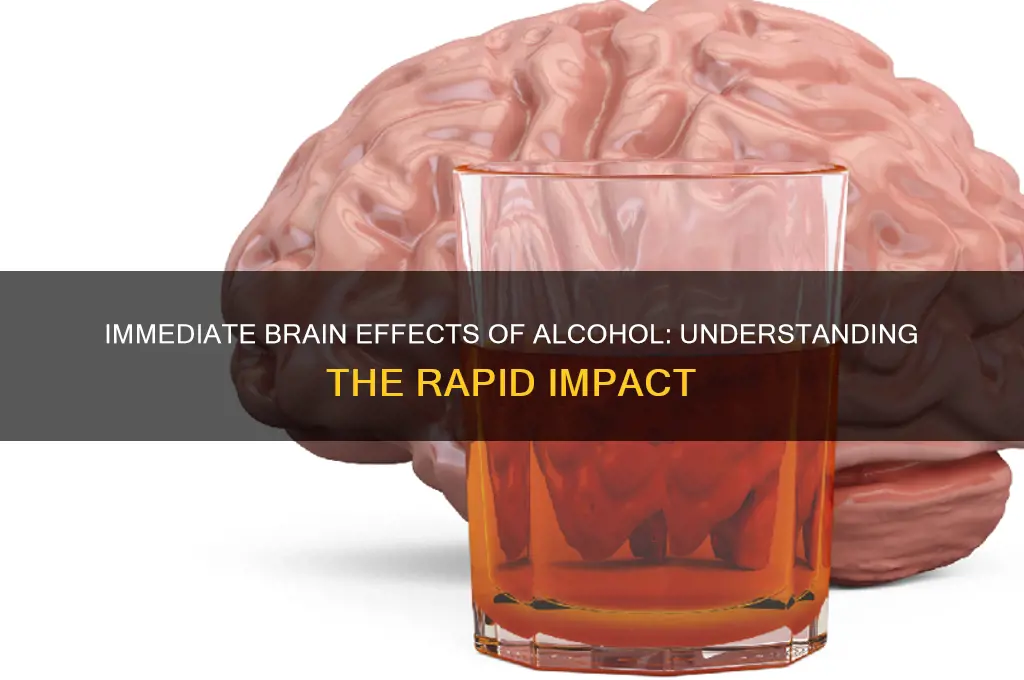 Immediate Brain Effects Of Alcohol: Understanding The Rapid Impact ...
