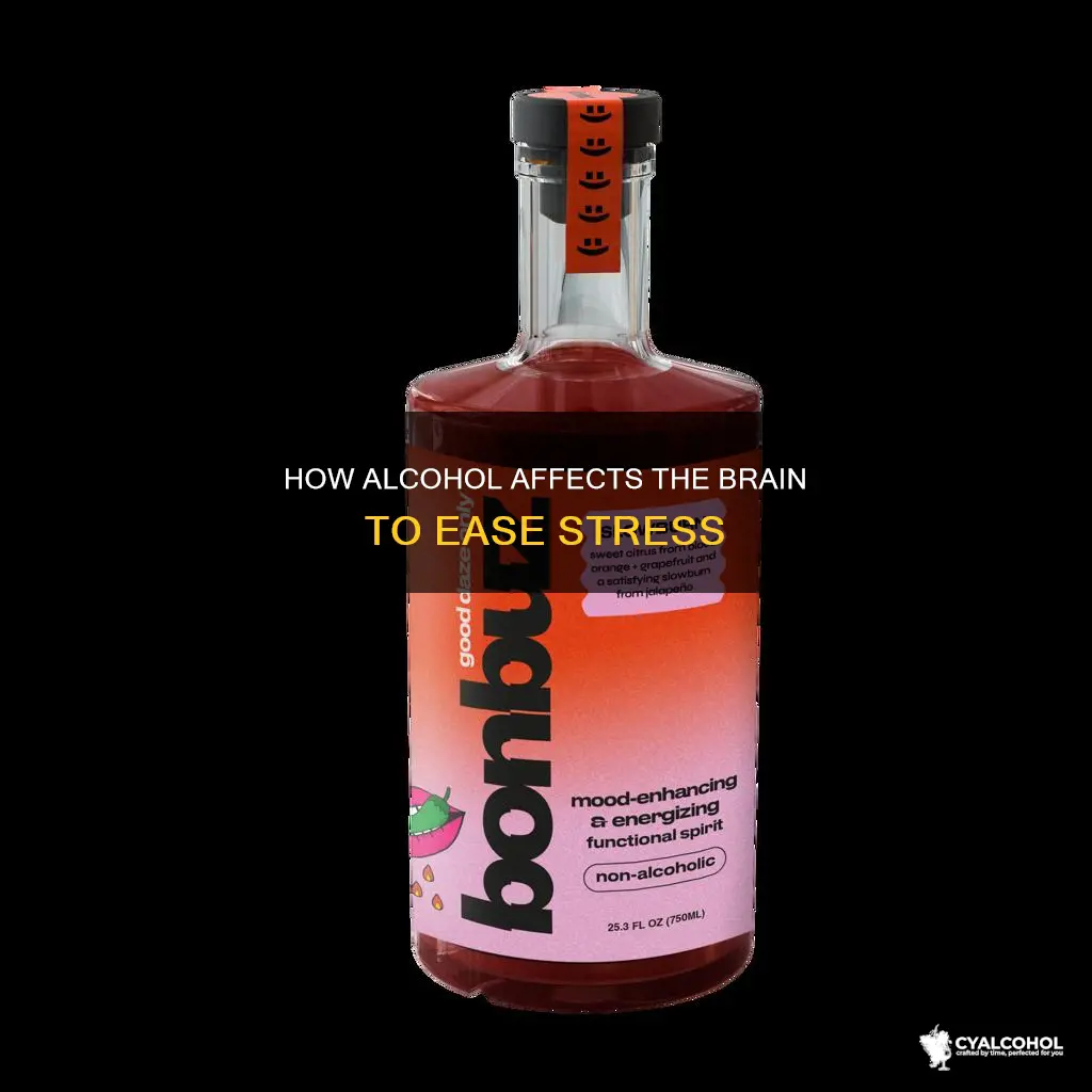 How Alcohol Affects The Brain To Ease Stress | CyAlcohol