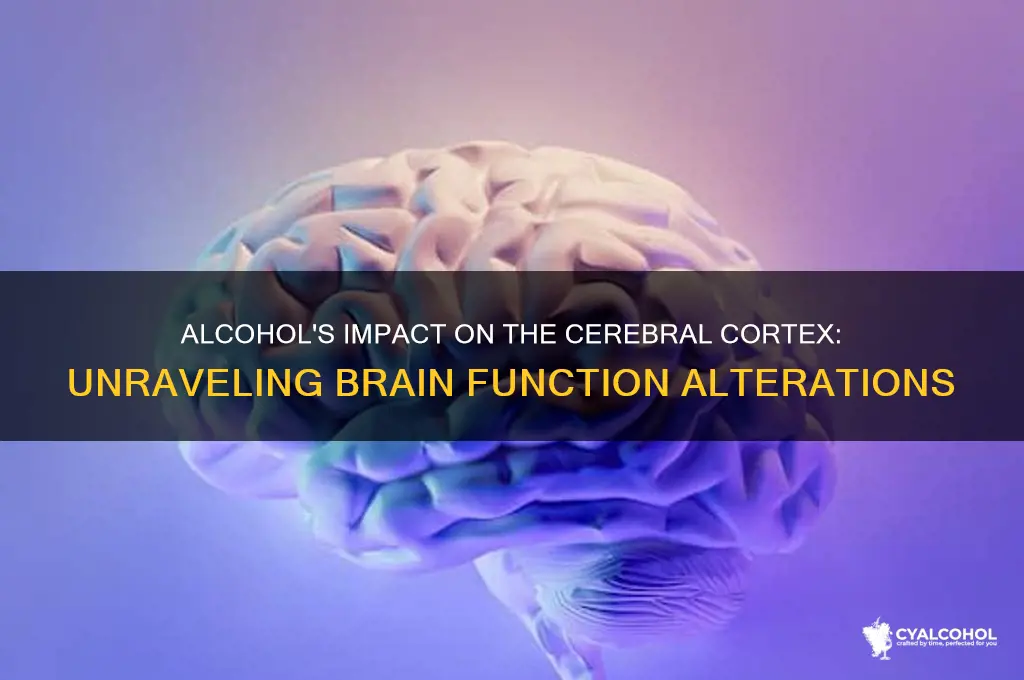 Alcohol's Impact On The Cerebral Cortex: Unraveling Brain Function ...