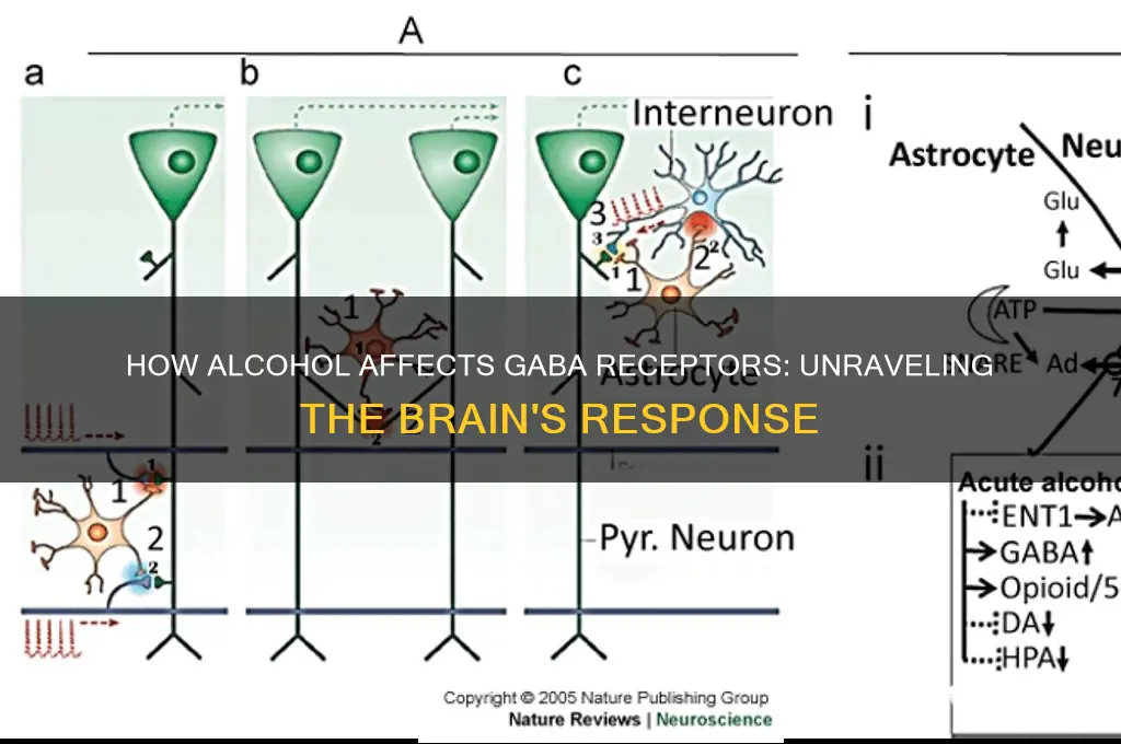 How Alcohol Affects Gaba Receptors: Unraveling The Brain's Response ...