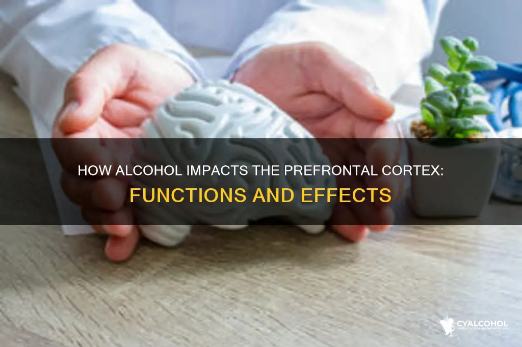 How Alcohol Impacts The Prefrontal Cortex: Functions And Effects ...
