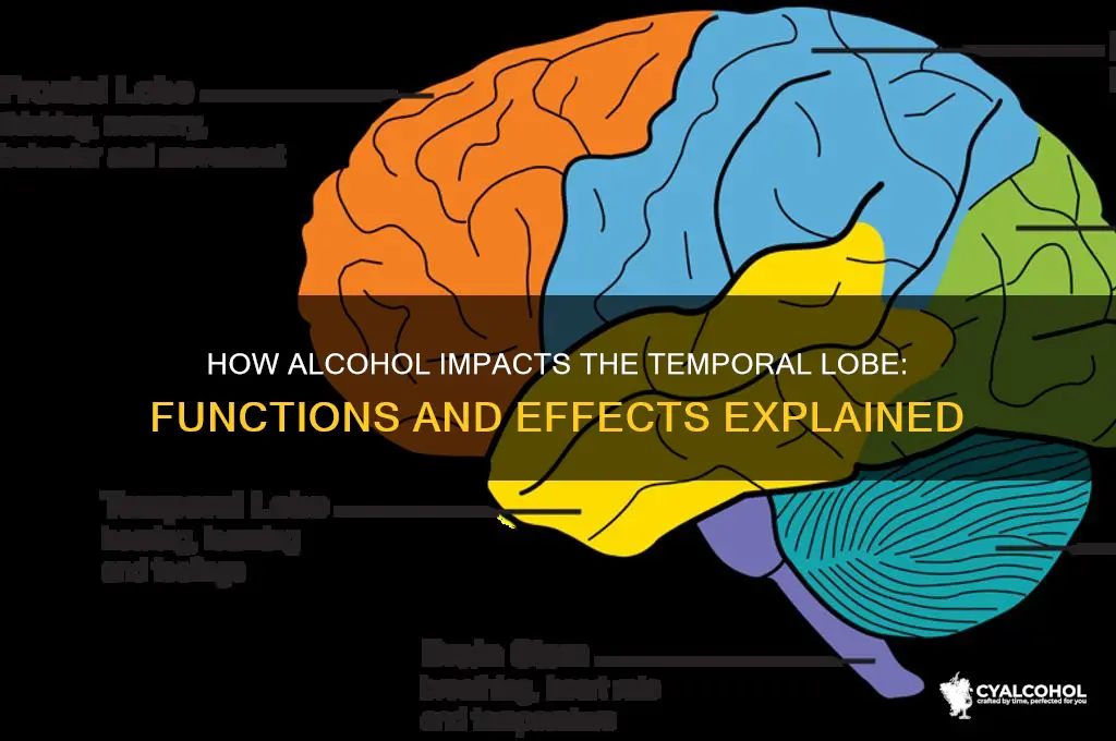 How Alcohol Impacts The Temporal Lobe: Functions And Effects Explained ...