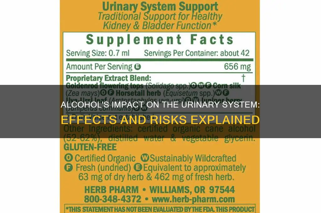 Alcohol's Impact On The Urinary System: Effects And Risks Explained ...